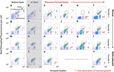 Flow Cytometric Analysis Of Prochlorococcus Med4 Populations During Download Scientific Diagram