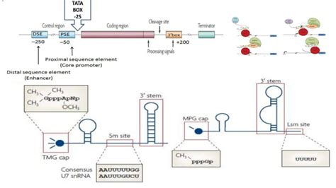 Heterogeneous Nuclear Rna Hnrna Biology Notes Online
