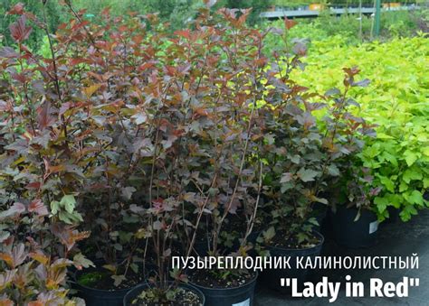 Новости питомника: Топовые лиственные кустарники пополнили каталог