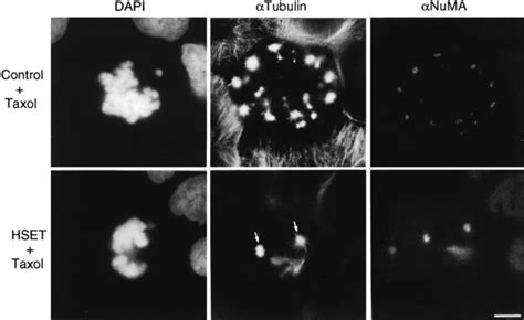 Hset Is Required For The Assembly Of Taxol Induced Asters In Cultured Download Scientific