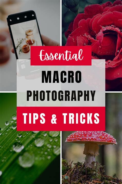 Complete Guide To Macro Photography For Beginners Macro Photography Macro Photography Tips