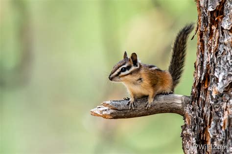 Yellow Pine Chipmunk Ahp Wild