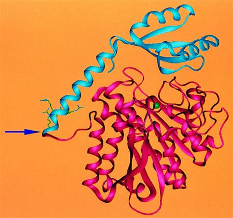 The Three‐dimensional Structure Of Human Procarboxypeptidase A2