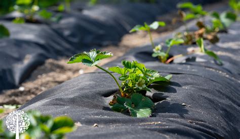 Disease Suppressive Soil Prep For A Thriving Spring Gcm