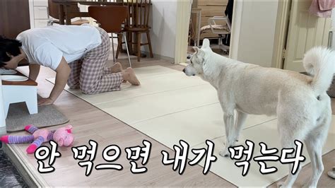 편식하는 금쪽이 강아지 버르장머리 고쳐놓기 Youtube