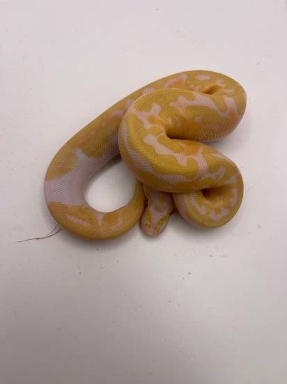 Super Enchi Candy Pied Ball Python By Chriss Exotic Balls