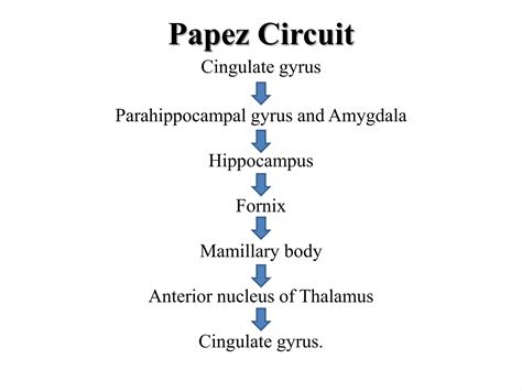 Temporal Lobe And Its Role In Psychiatry PPTX Brain And Nervous System Disorders Diseases