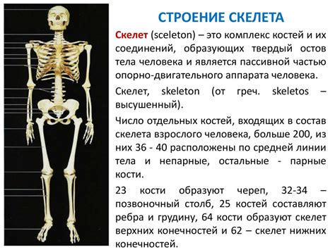 Введение в анатомию. Общая анатомия скелета - презентация онлайн