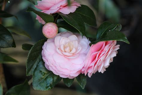 Камелия