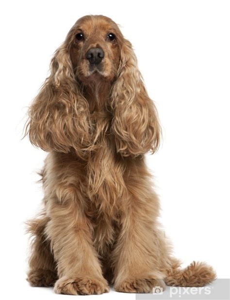 Fotobehang Engels Cocker Spaniel 9 Jaar Oud Zitten Pixersnl