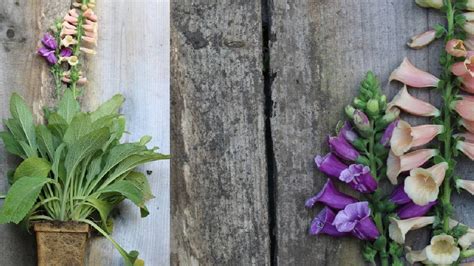 How to Grow Foxgloves (Digitalis) — Empress of Dirt