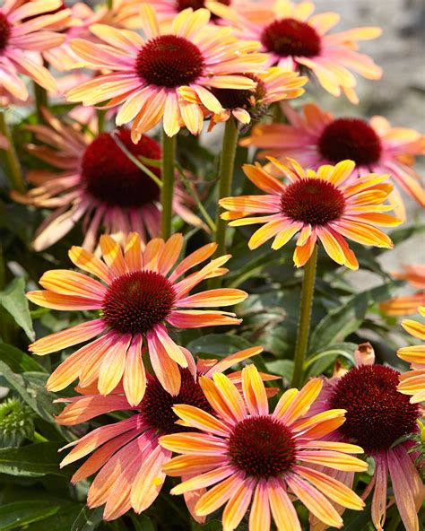 Echinacea Rainbow Marcella Bare Roots — Buy Orange To Pink