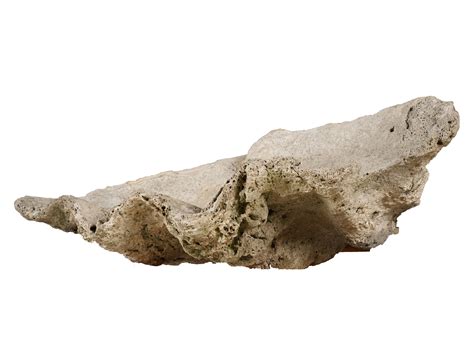 Lot Large Fossilized Clam Shell