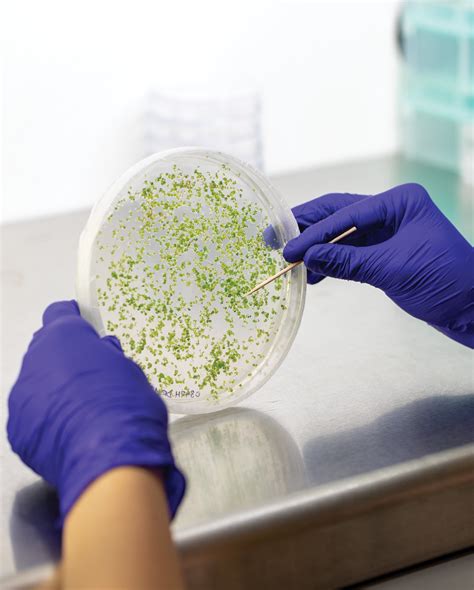 Arabidopsis Thaliana Lab