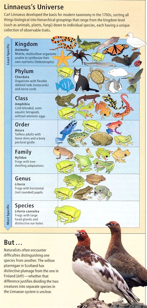 Linnaeus S Taxonomy Artofit