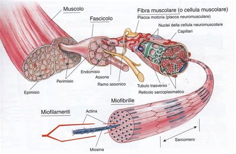 Tessuto Muscolare