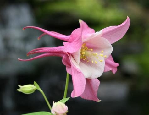 flowers segmentation instance segmentation dataset v19 only oxford