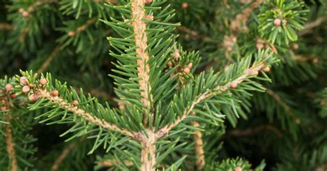 Picea Little Santa® Fichte Little Santa® Stanze Gartencenter In