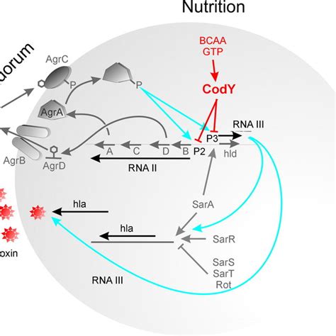 Factors Influencing The Control Of Virulence Of S Aureus Include