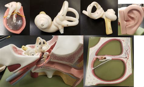 Ear Diagram Quizlet
