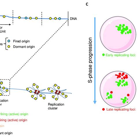 Spatiotemporal Regulation Of Dna Replication A A Replicon Represents