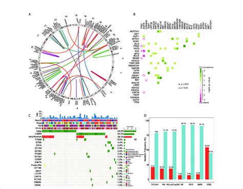 Gene Fusion Co Mutation Egfr Mutations And Mutational Gene Pathways