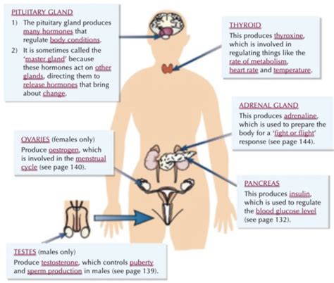 Biology Paper 2 Flashcards Quizlet