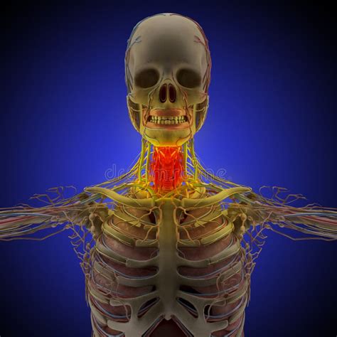 The Human Body Organs By X Rays On Blue Background Stock Illustration