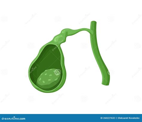 Illustration Of The Gallbladder Mass Vector Image Of The Gallbladder Illustration Of The Gallbladder Mass Vector Image Of The Gallbladder