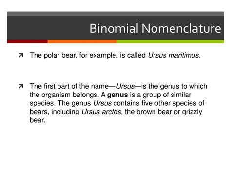 PPT Classification PowerPoint Presentation Free Download ID