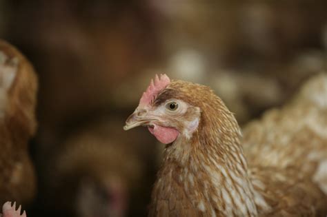 Conditions Affecting Broiler Meat Quality Poultry World