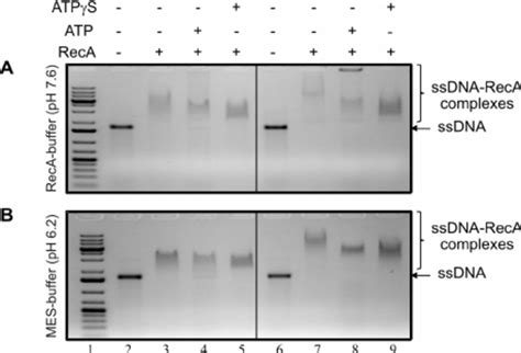 Cofactor And Buffer Requirements For The Ssdna Binding Activity Of Download Scientific Diagram