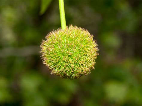 Pa204990 Olympus Digital Camera Jolyon Direnko Smith Flickr