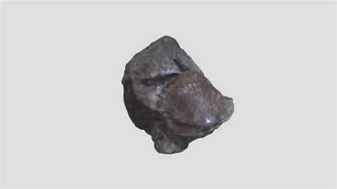 Pectinid Bivalve Fossil Filey Download Free 3d Model By Chapel