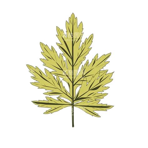 艾草艾叶蕲艾 源文件下载【酷图网】艾草艾叶蕲艾草本植物艾草图 花瓣网