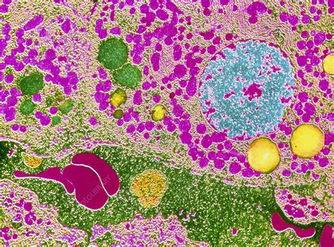 False Colour Tem Of Human Liver Showing Hepatocyte Stock Image P530 0017 Science Photo Library