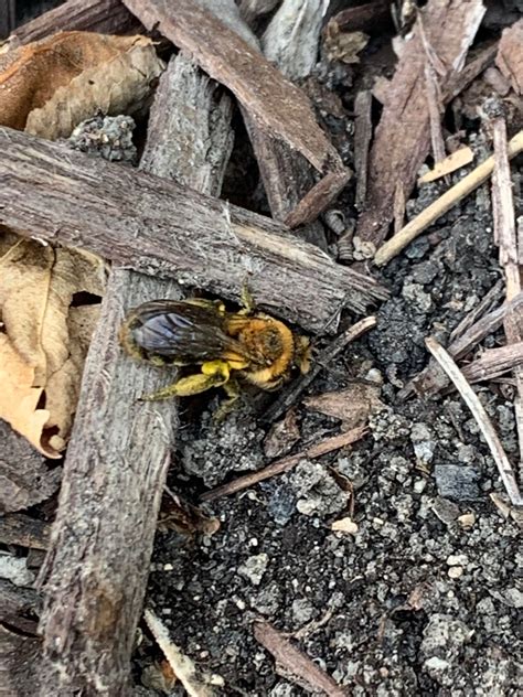 Bees Burrowing In My Garden In Manitoba R Whatbugisthis