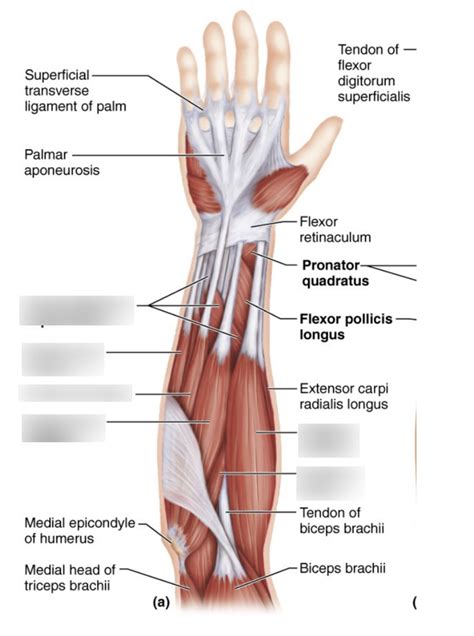 Flexor Muscles Of Forearm Diagram Quizlet
