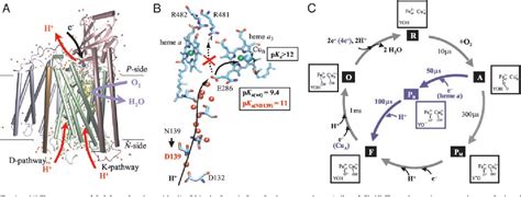 Figure 1 From Redox Coupled Proton Translocation In Biological Systems Proton Shuttling In