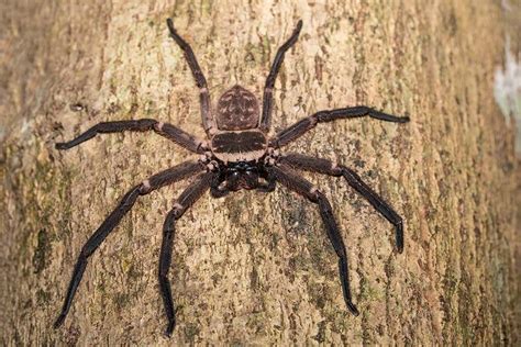 Huntsman Spider Clock