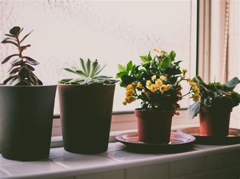 Засіб для порятунку рослин в будинку які гинуть від нестачі світла