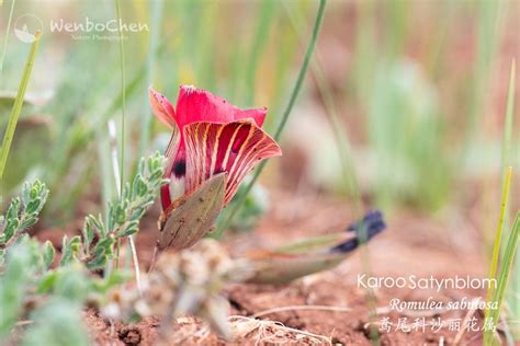 Karoo Satynblom Romulea Sabulosa In Nieuwoudtville This Species Has A Very Small Range Of