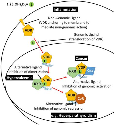 Cellular Interaction Of Vdr With Endogenous Ligand 125oh 2 D 3 And Download Scientific
