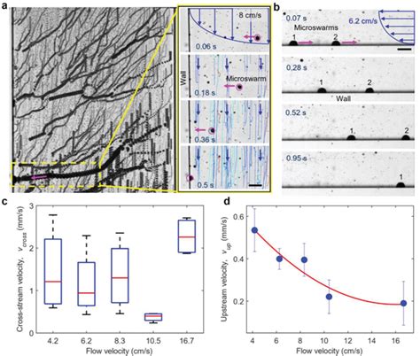 Microswarm Manipulation In Pulsatile Flow Conditions A Schematic Download Scientific Diagram