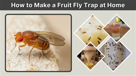 How To Make A Fruit Fly Trap At Home Complete Step By Step Guide