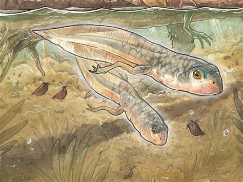 New Mating Position Adds To Frog Kama Sutra National Geographic