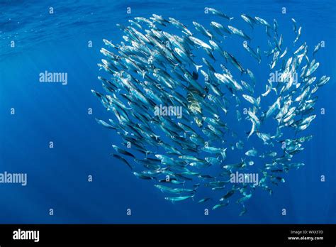 Sardines Bait Ball Sardinops Sagax Magdalena Bay West Coast Of