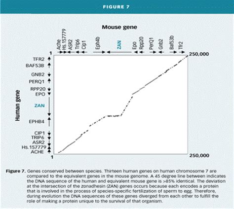 Genomics And Comparative Genomics
