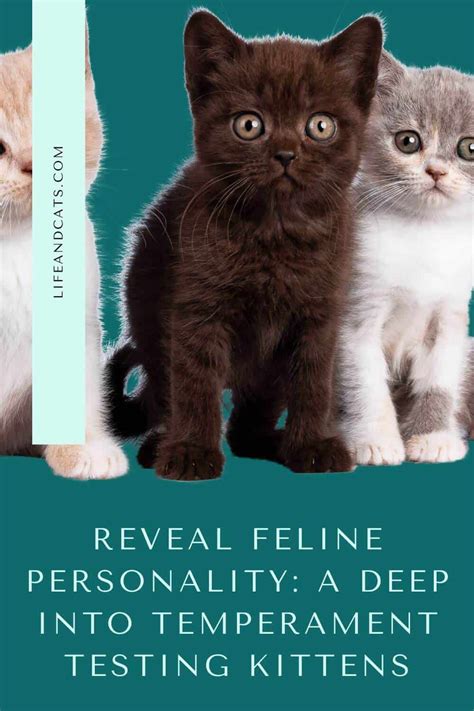 Reveal Feline Personality A Deep Dive Into Temperament Testing Kittens
