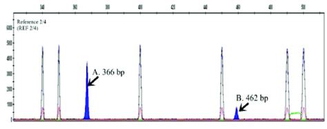 Pcr Analysis Of The Dat1 Repeat Polymorphism Lane 1 Dna Marker 100 Download Scientific